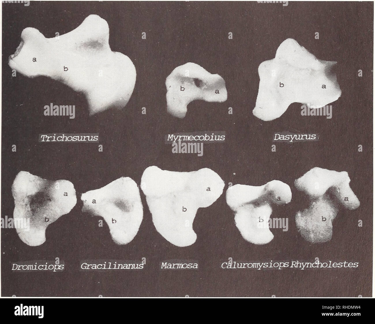 Pat bonner hi-res stock photography and images - Alamy