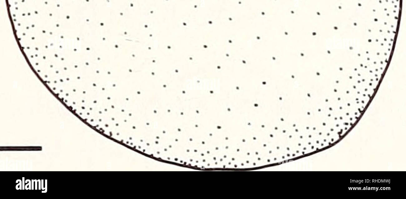 Phoxinus erythrogaster hi-res stock photography and images - Alamy