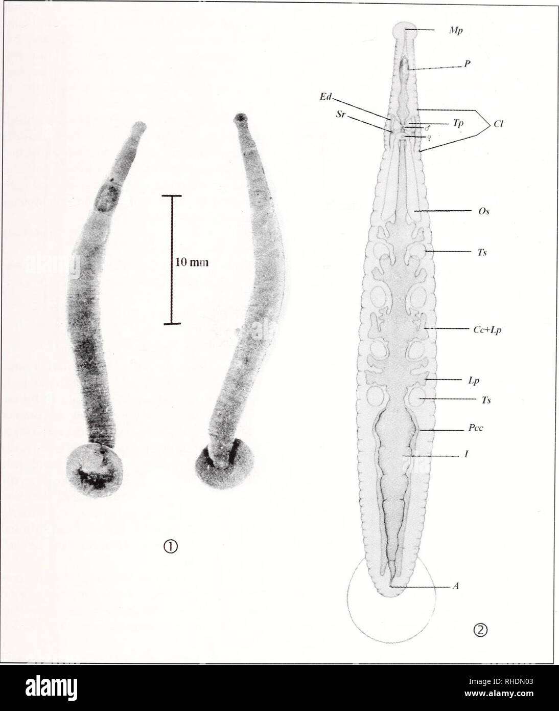 . Bonner zoologische Monographien. Zoology. UTEVSKY, ANTARCTIC ...