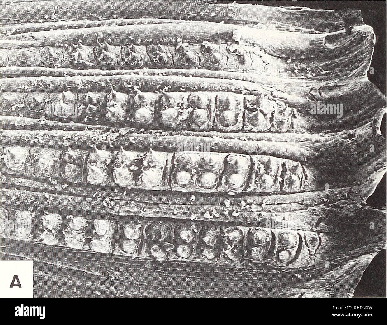 . Bonner zoologische Monographien. Zoology. 56 In P. phoxinus, each ...