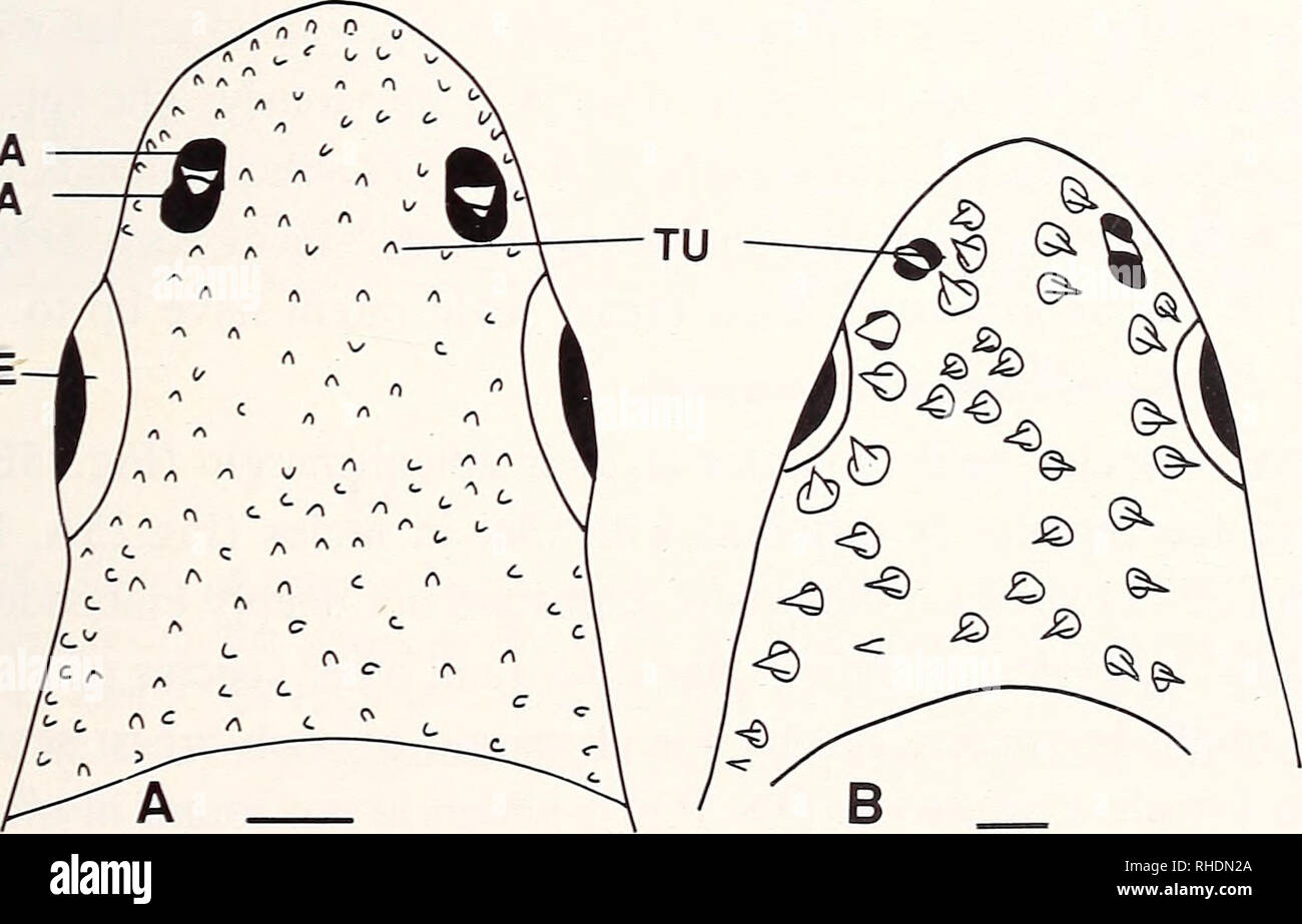 Spawning tubercles hi-res stock photography and images - Alamy