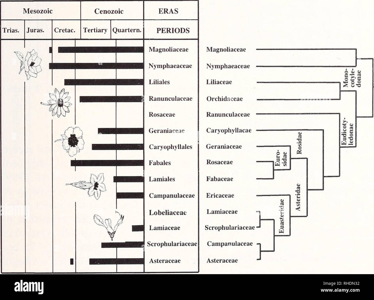 Angiosperm evolution hi-res stock photography and images - Alamy