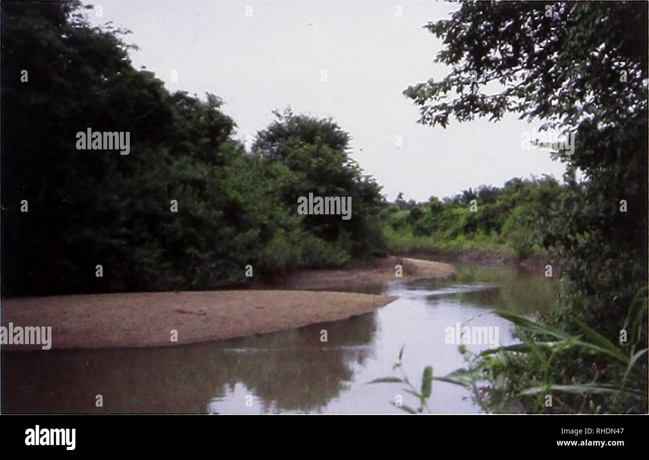 Terminalia superba hi-res stock photography and images - Alamy