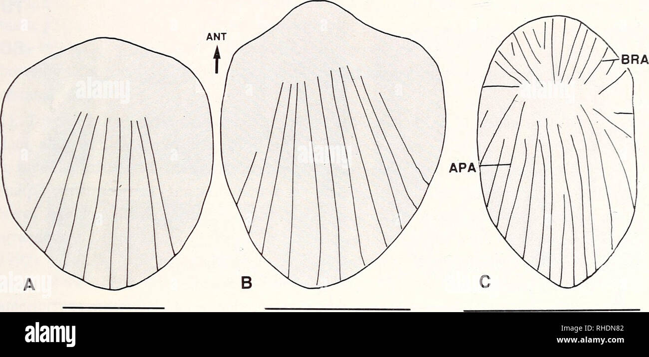 . Bonner zoologische Monographien. Zoology. 31. Fig. 10: Scales on ...