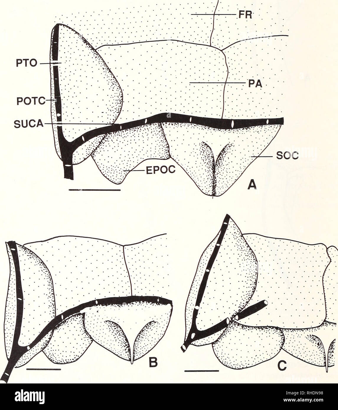 . Bonner zoologische Monographien. Zoology. 28 2. Posterior barbel (Fig ...