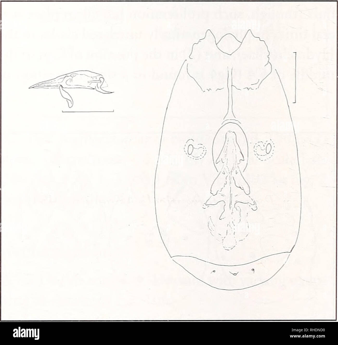 Gnathosomal hi-res stock photography and images - Alamy