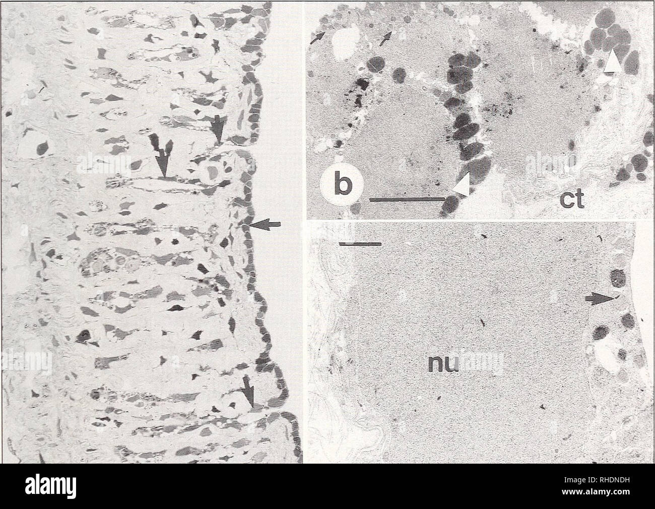 Urodele hi-res stock photography and images - Alamy