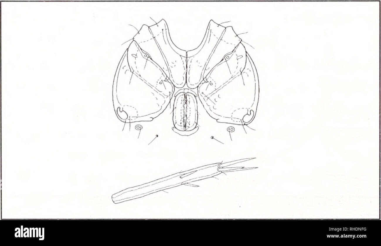 Junior bonner hi-res stock photography and images - Alamy