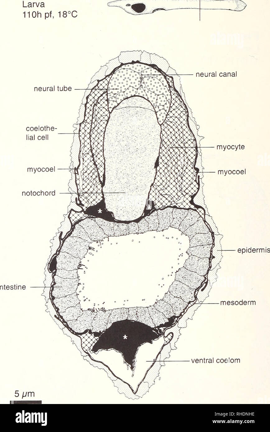 . Bonner zoologische Monographien. Zoology. 108 Plate 17. Plate 17: A ...