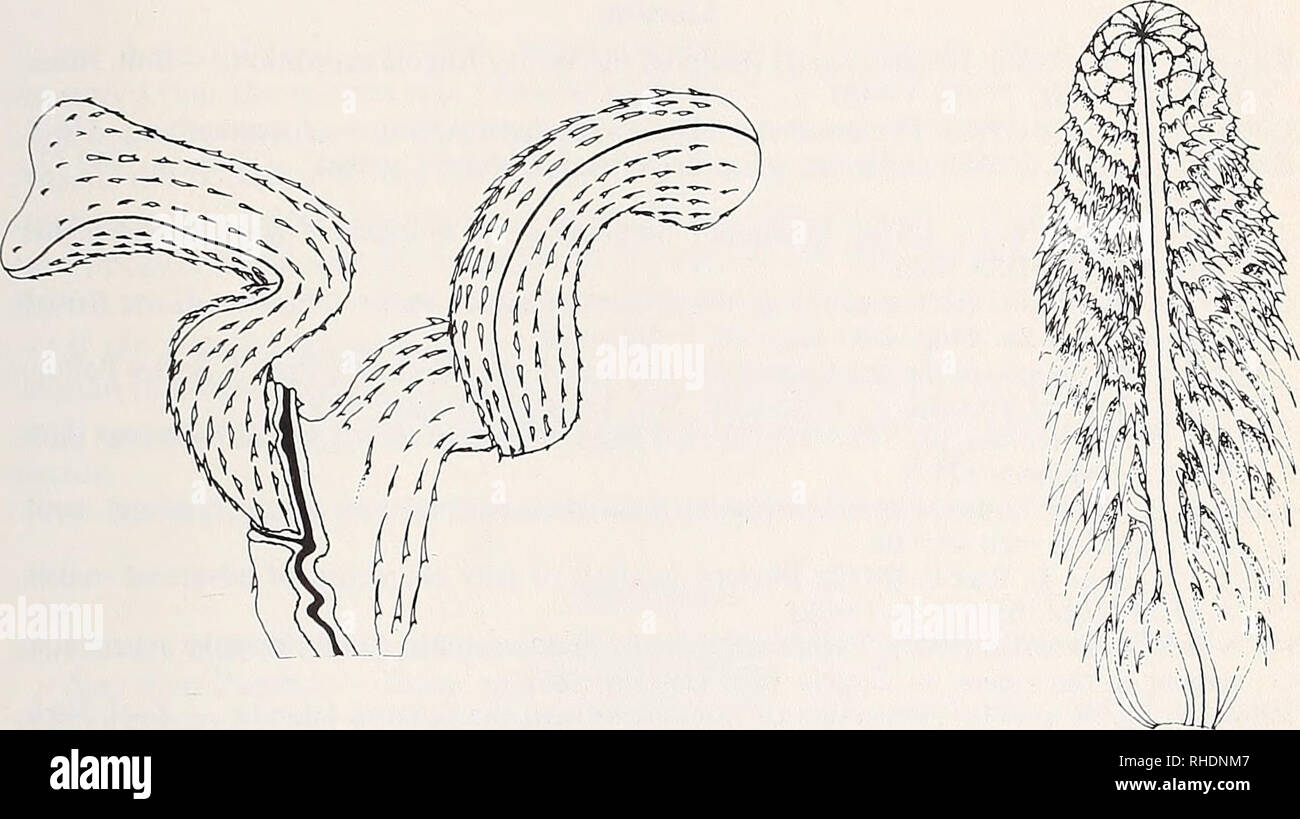 Koenig snake hi-res stock photography and images - Alamy