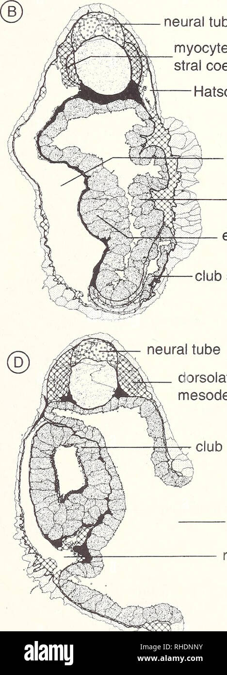 Endostyle hi-res stock photography and images - Alamy