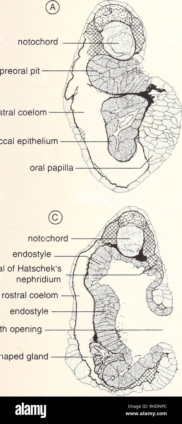 Endostyle hi-res stock photography and images - Alamy