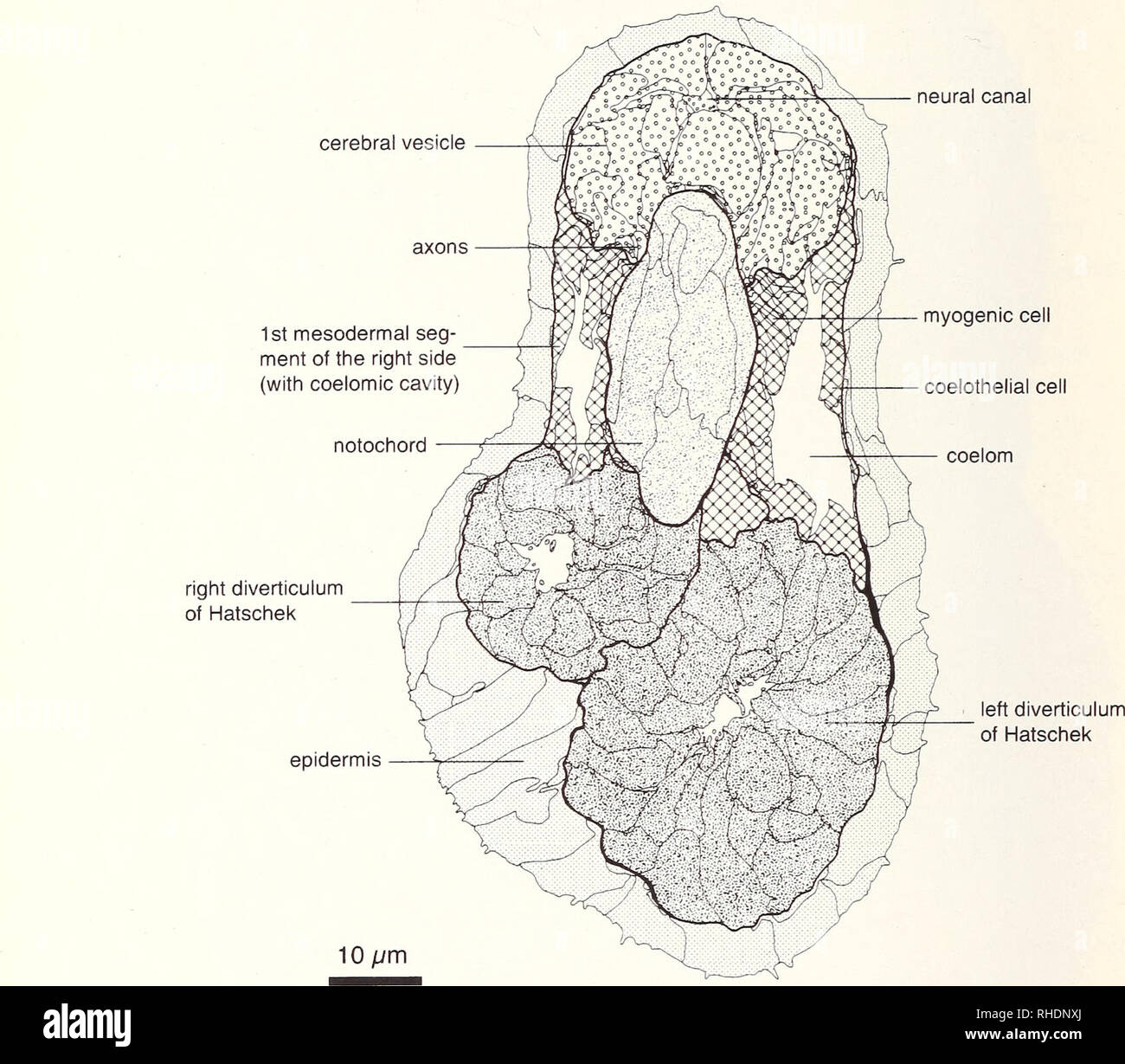 Neurula Stage In Starfish Clipart