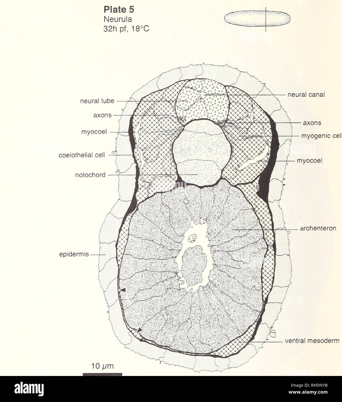 Neurula hi-res stock photography and images - Alamy