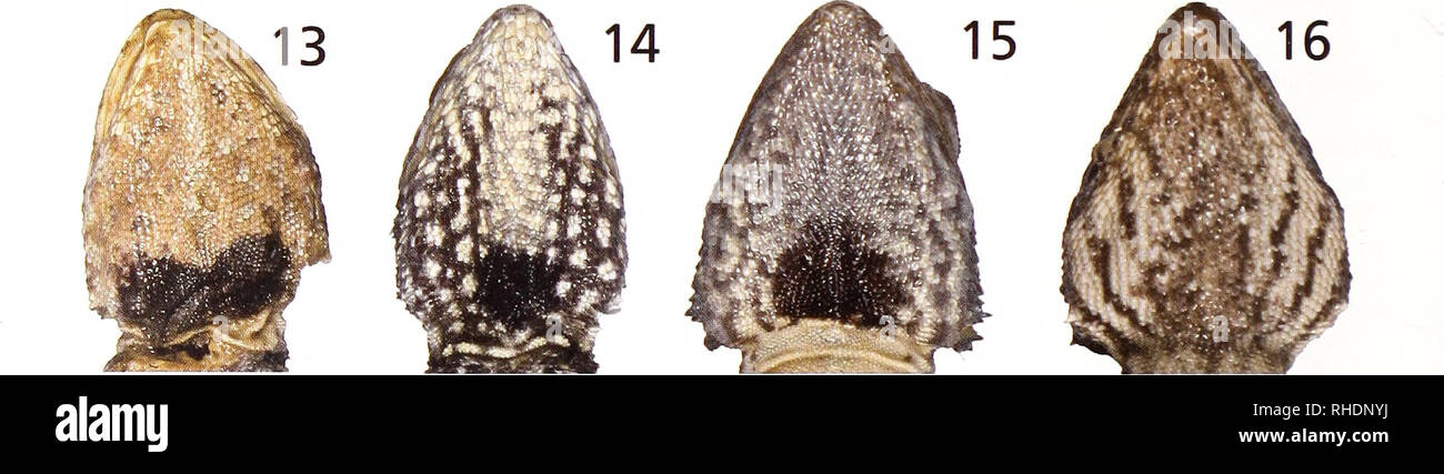 Lionotus hi-res stock photography and images - Alamy