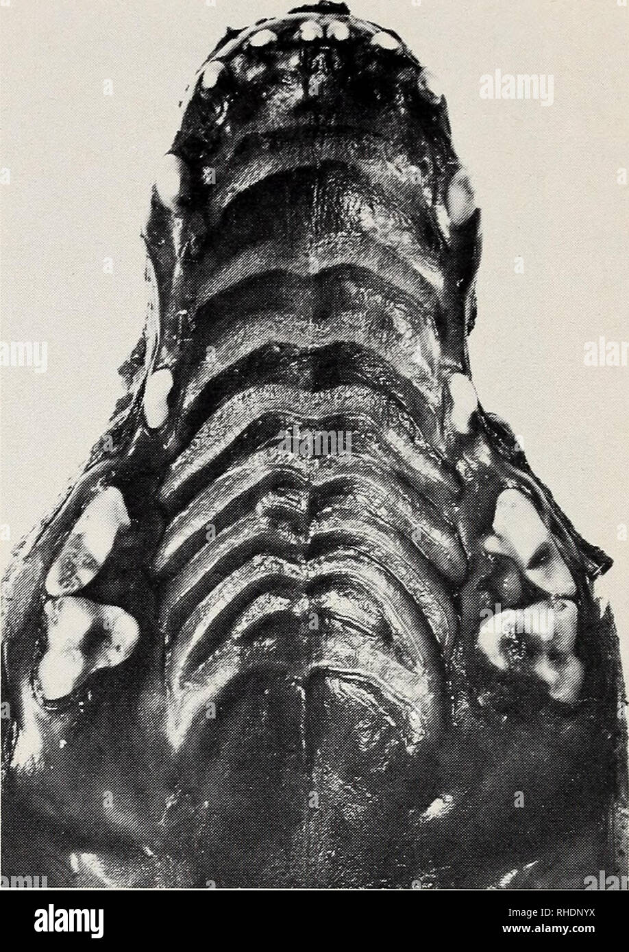 . Bonner zoologische Monographien. Zoology. 142. Abb. 126: Canis lupus ...