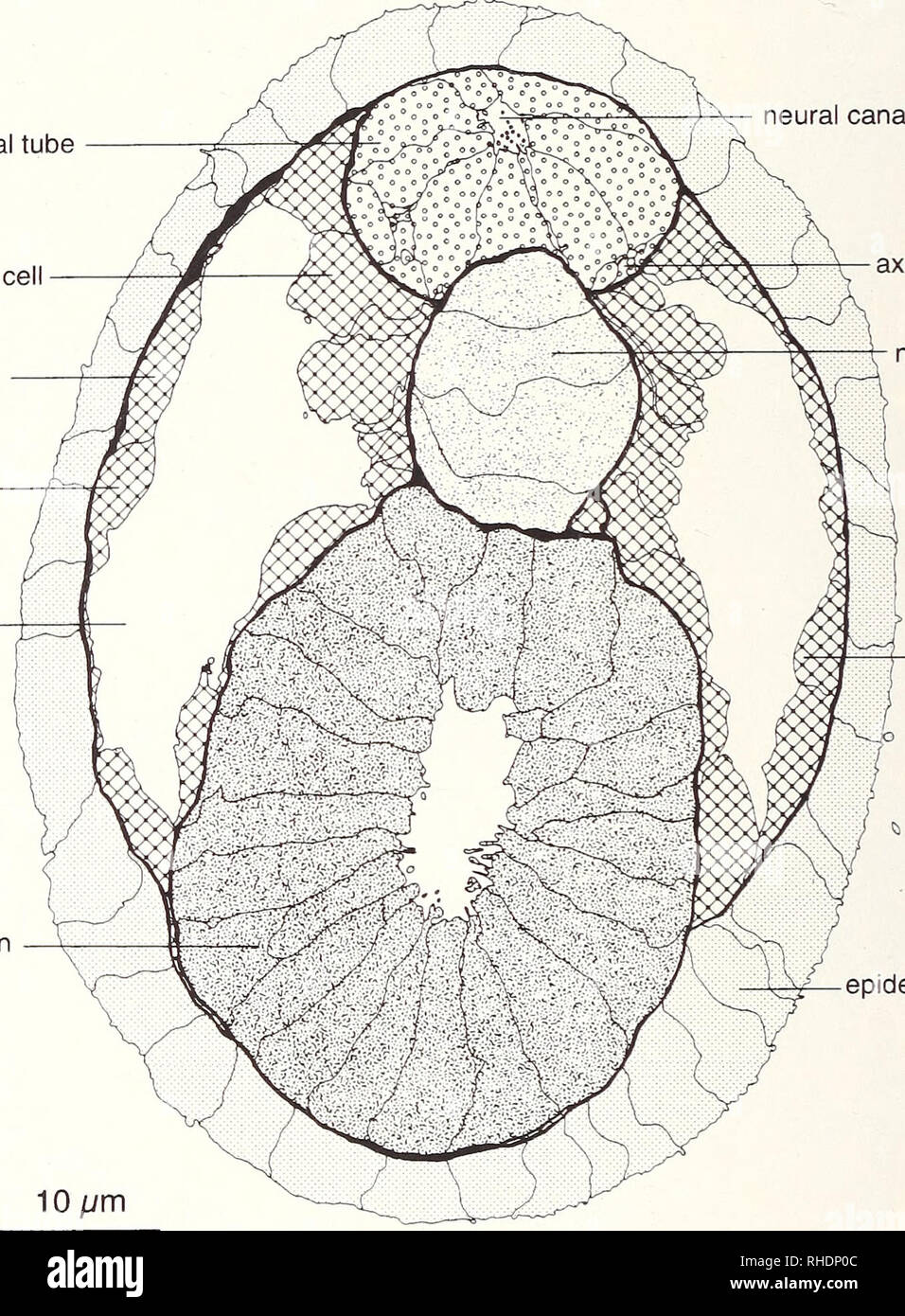 . Bonner zoologische Monographien. Zoology. 82 Plate 4 Neurula 32h pf ...