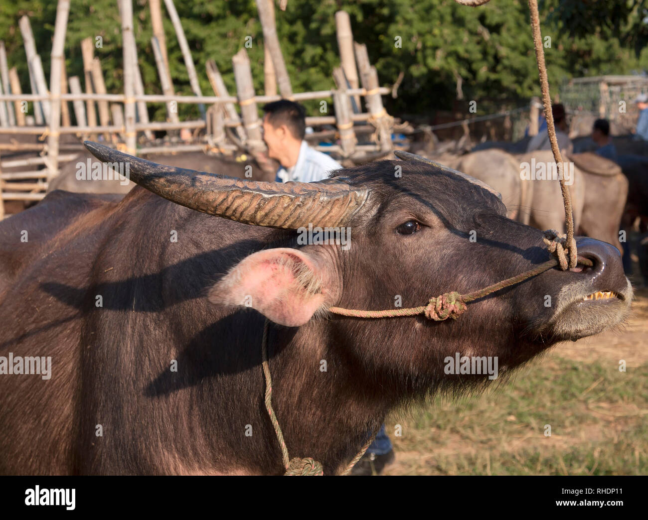 Water buffalo on a animal market San Patong, Province Chiang Mai in ...