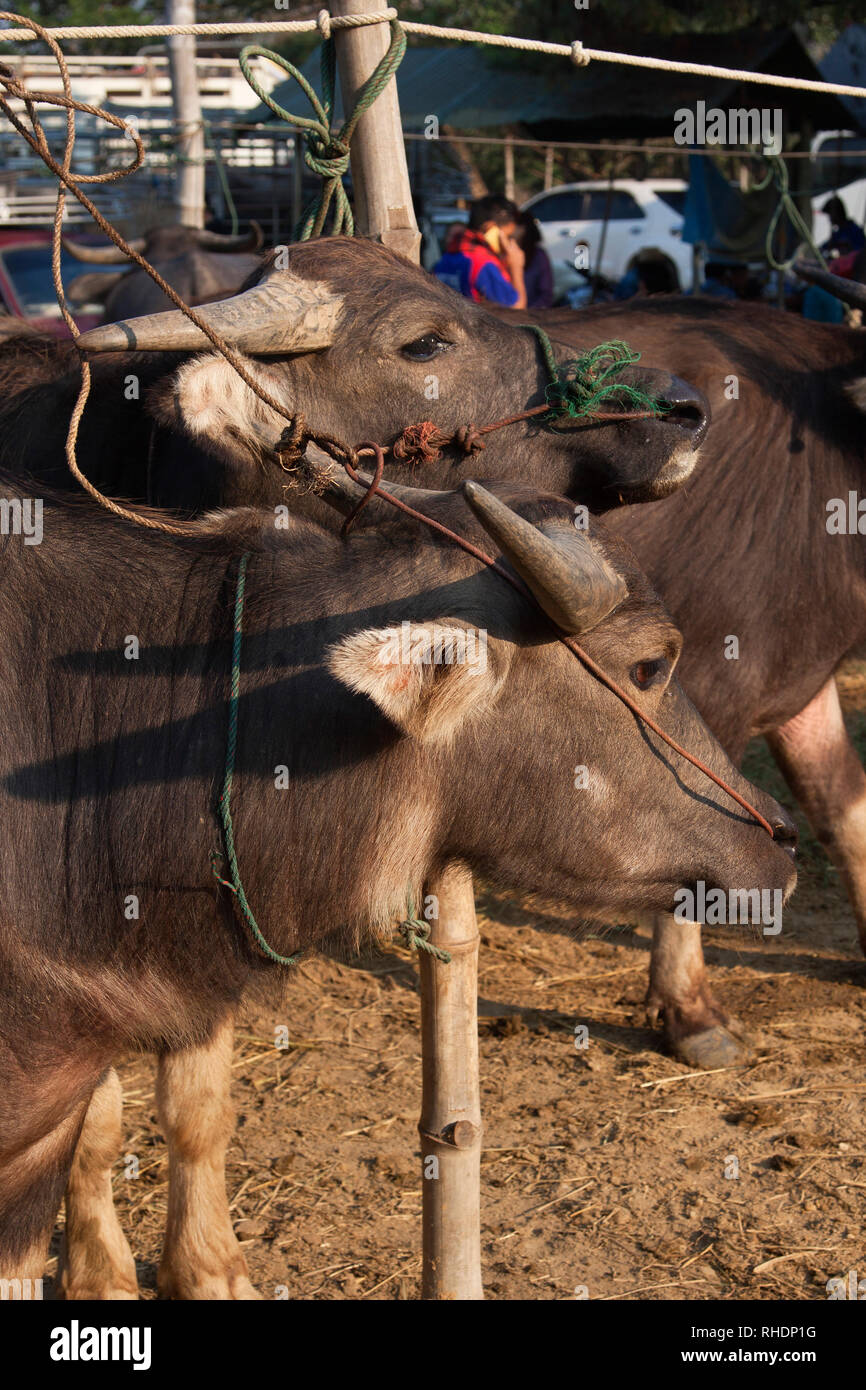 San patong hi-res stock photography and images - Alamy