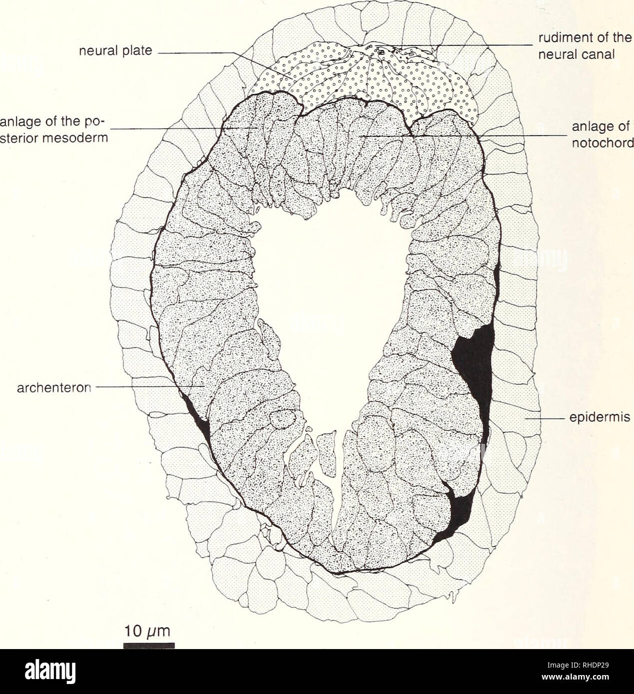 Stage of developmen hi-res stock photography and images - Alamy