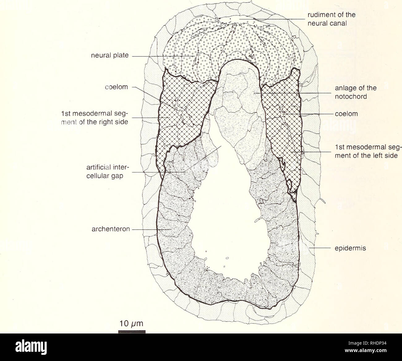 Neurula Stage In Starfish Clipart