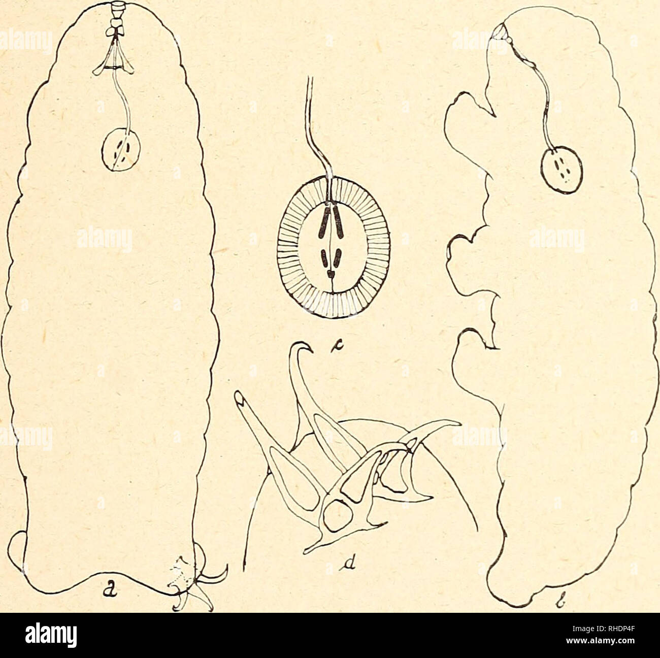 Hypsibius sp hi-res stock photography and images - Alamy