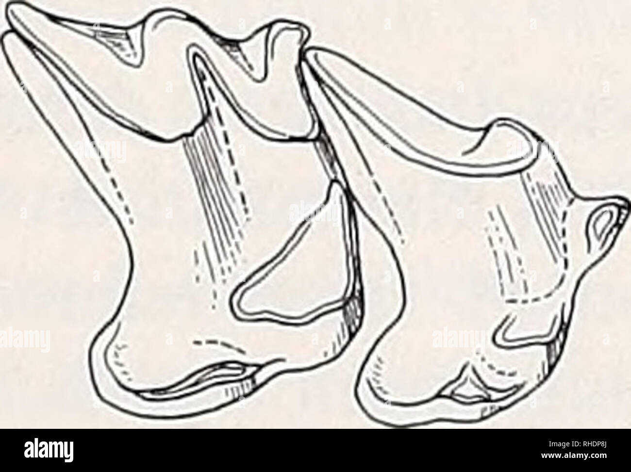 Trigonid hi-res stock photography and images - Alamy