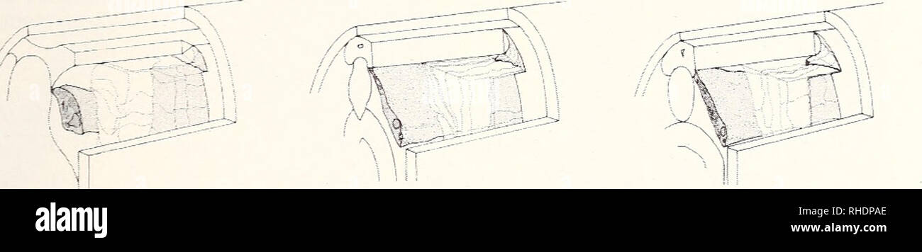 Mesodermal cell hi-res stock photography and images - Alamy