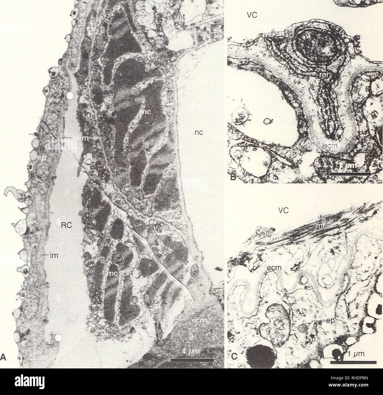 Neurula hi-res stock photography and images - Alamy