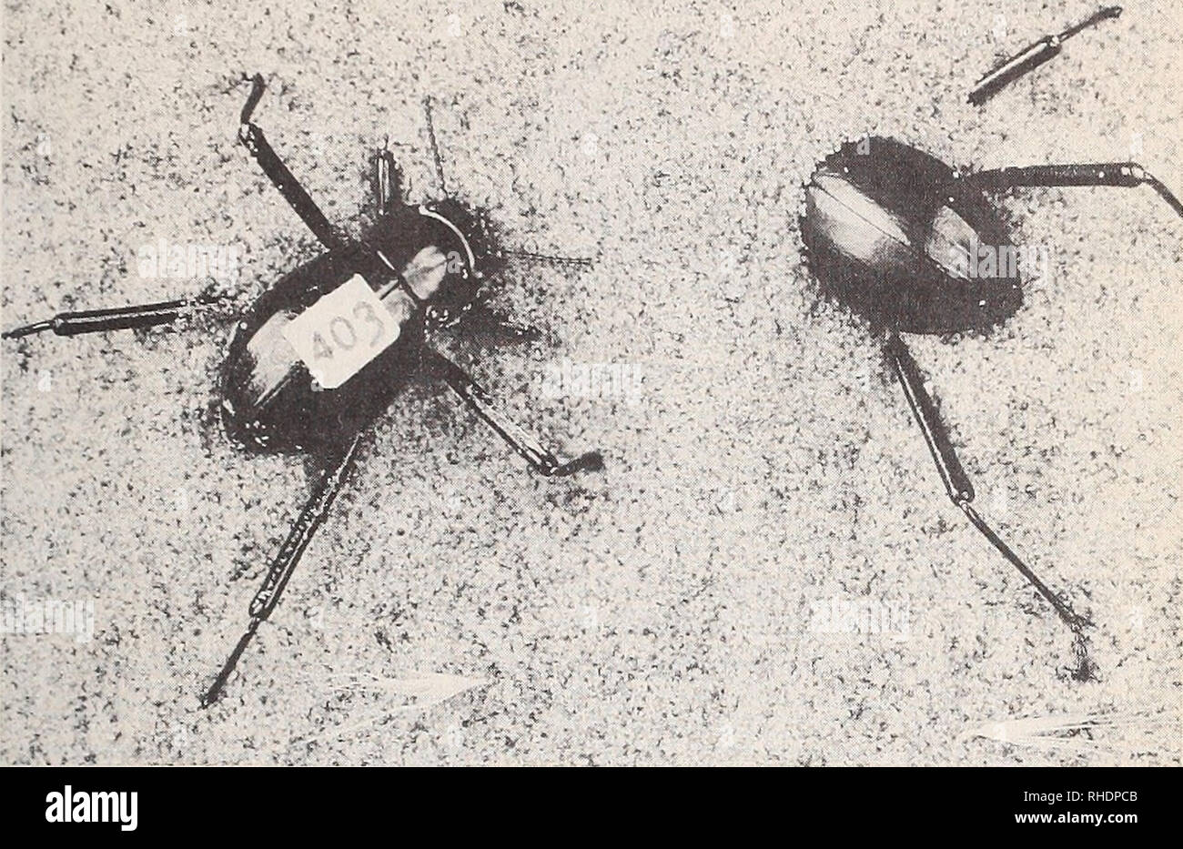 Onymacris unguicularis hi-res stock photography and images - Alamy