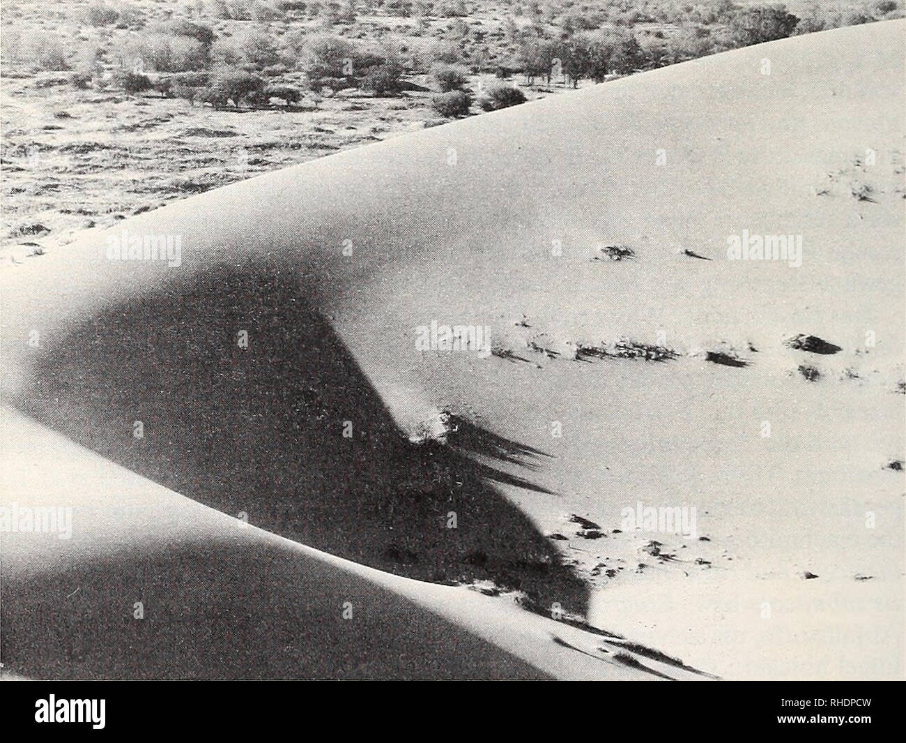 Onymacris unguicularis hi-res stock photography and images - Alamy