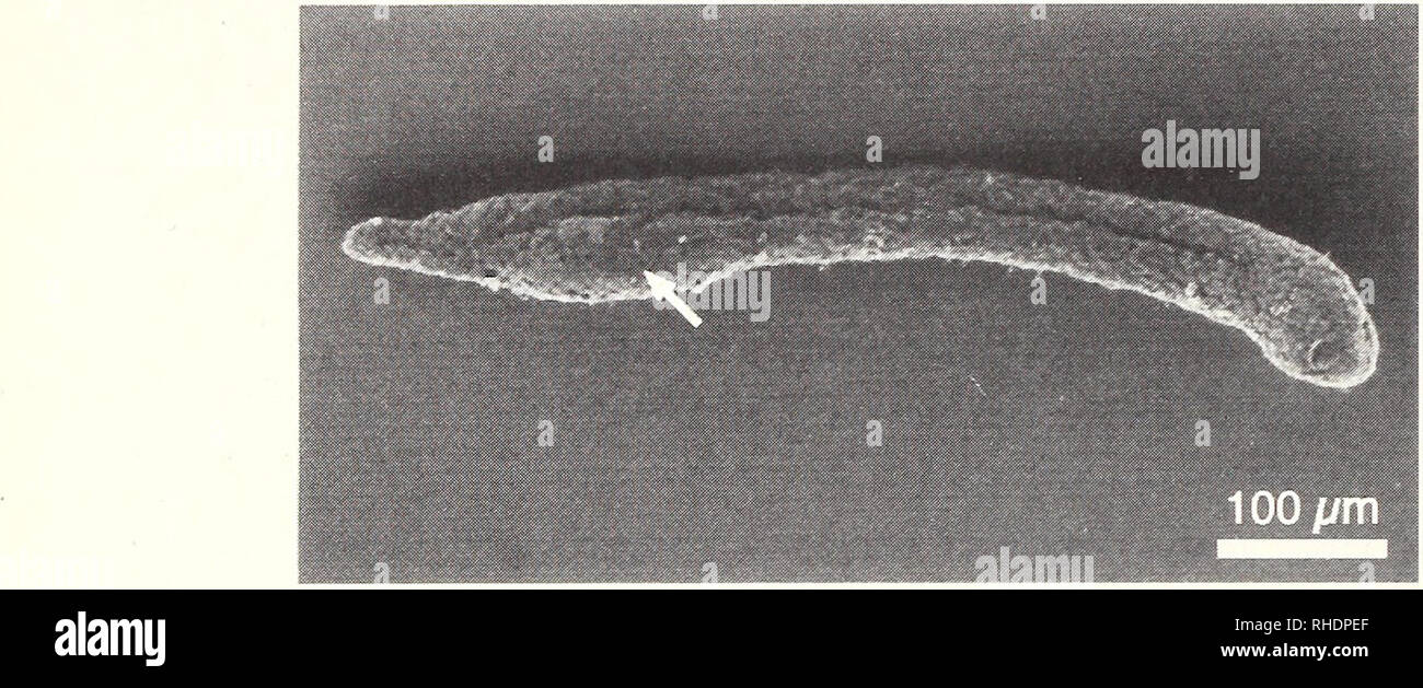 Neurula hi-res stock photography and images - Alamy