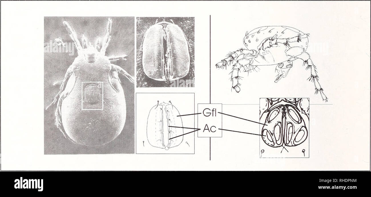 . Bonner zoologische Monographien. Zoology. BONNER ZOOLOGISCHE ...