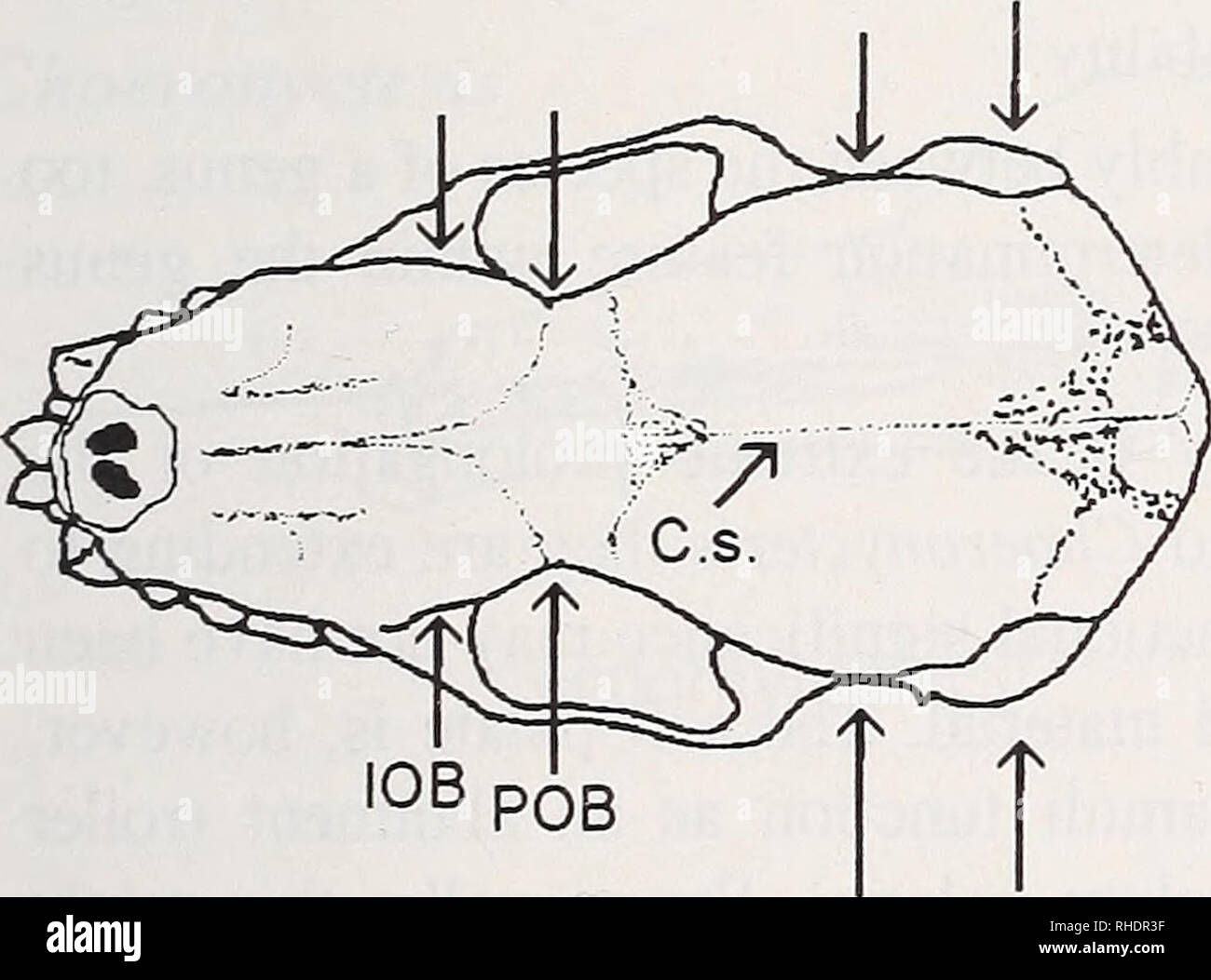 Long bonner hi-res stock photography and images - Alamy