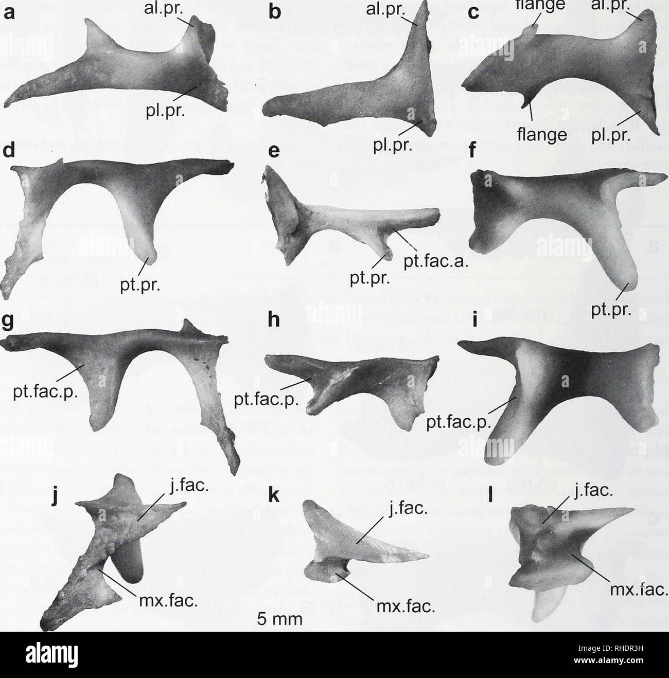 Long bonner hi-res stock photography and images - Alamy