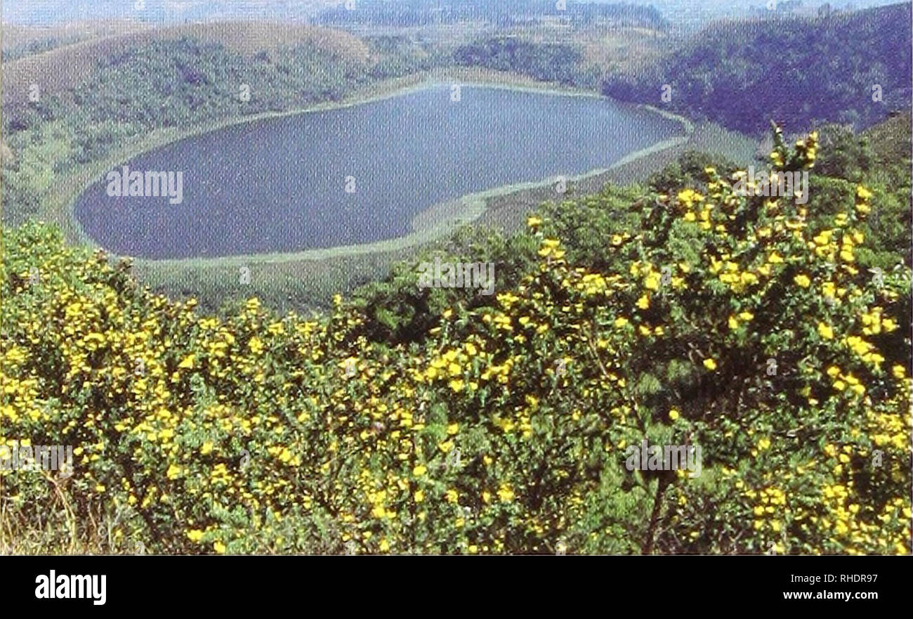 Bambili hi-res stock photography and images - Alamy