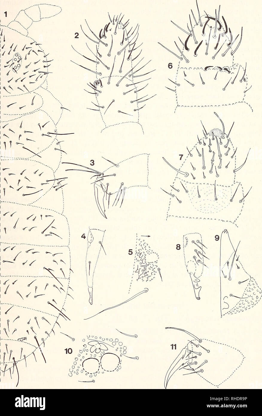 Odontella sp hi-res stock photography and images - Alamy