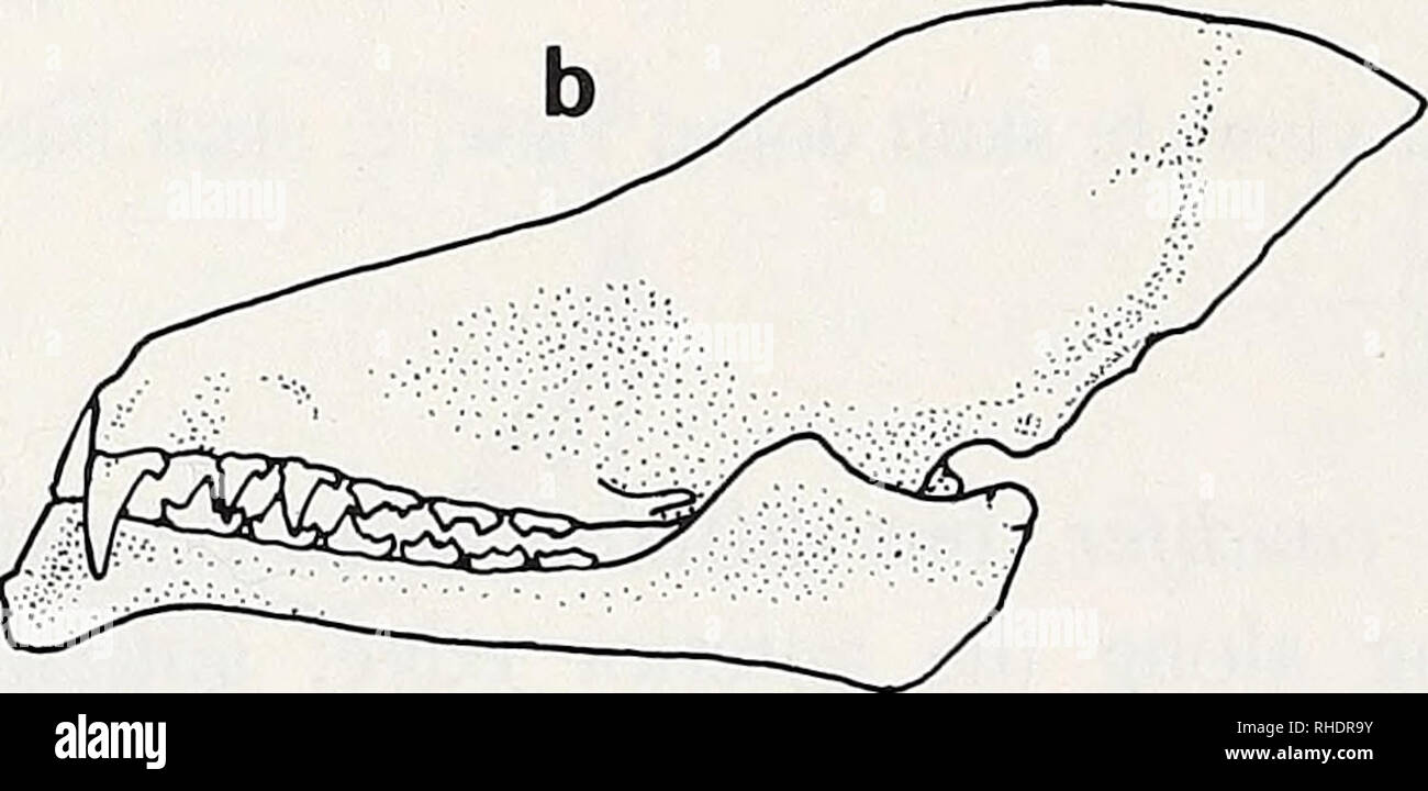 . Bonner zoologische Monographien. Zoology. Fig.41: Anoiira geoffroyi ...