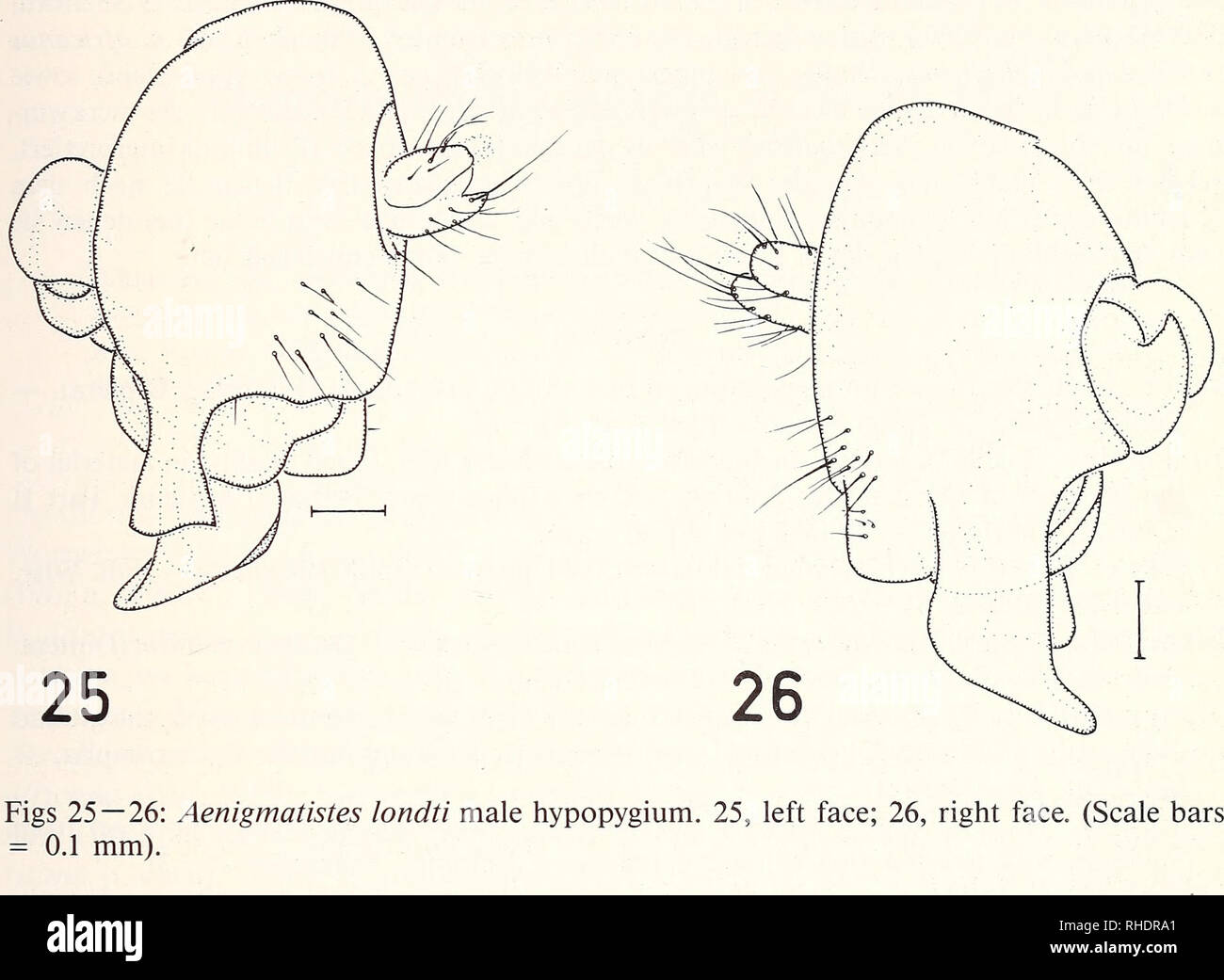 Ptilinum hi-res stock photography and images - Alamy