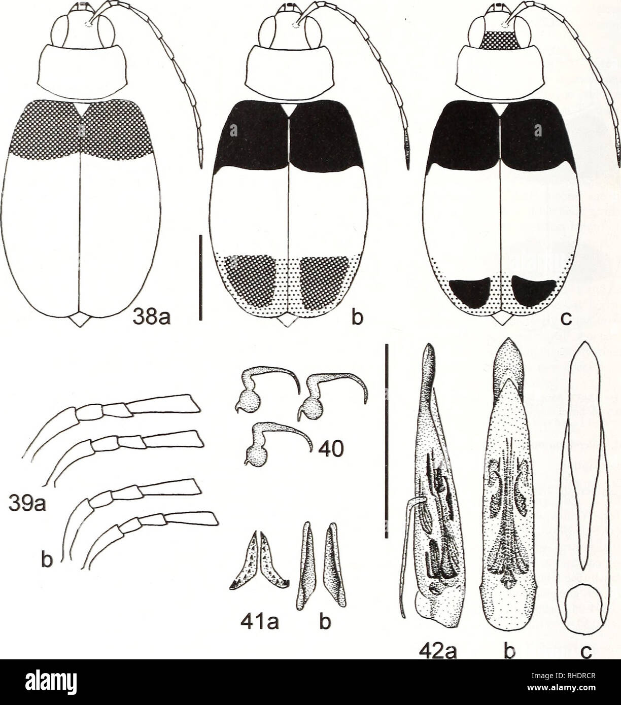 Apical spot hi-res stock photography and images - Alamy