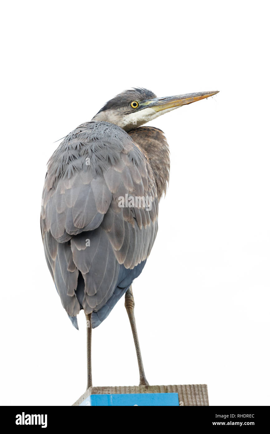 Isolated standing blue heron hi-res stock photography and images - Alamy