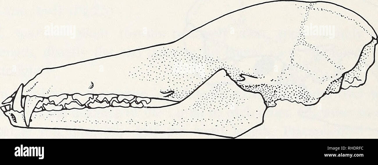 . Bonner zoologische Monographien. Zoology. 48 L. handleyi (fig.28 ...