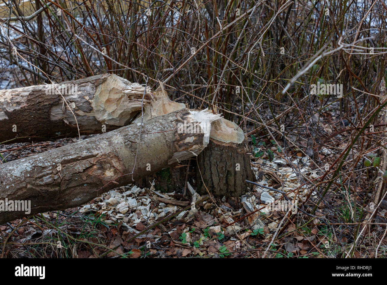 Beaver trees hi-res stock photography and images - Alamy