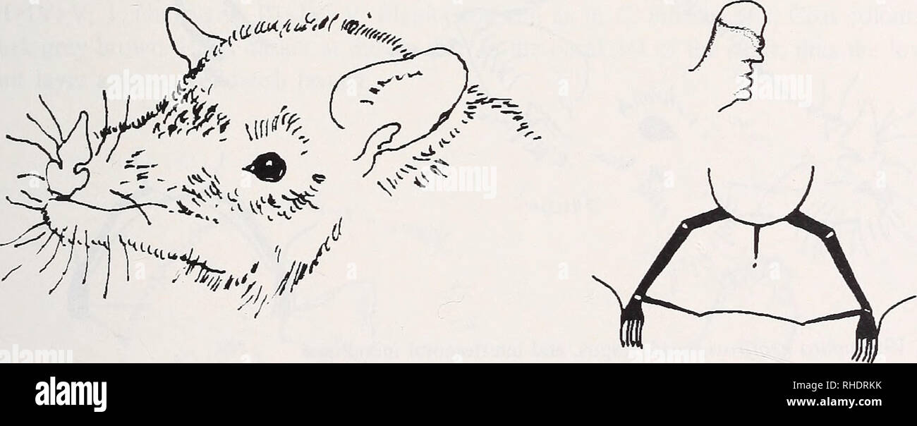 Smooth nose bat hi-res stock photography and images - Alamy