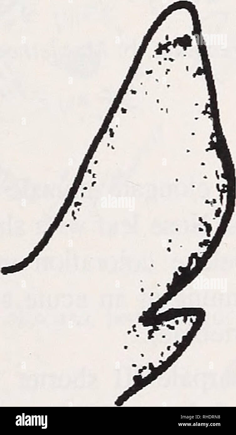 . Bonner zoologische Monographien. Zoology. Fig.12: Glossophaga ...