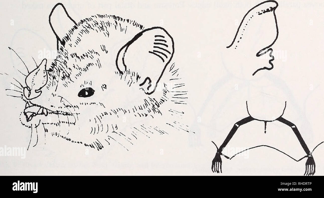 . Bonner zoologische Monographien. Zoology. 35 RESULTS Morphology of ...