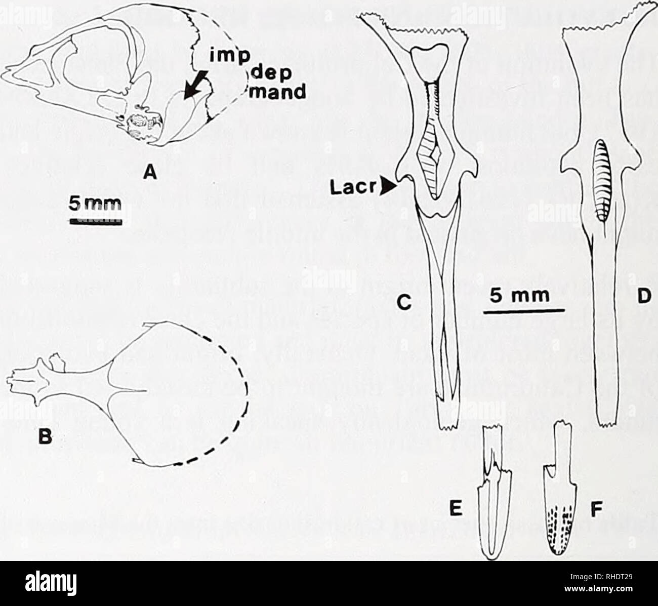 Alexander steinberg hi-res stock photography and images - Alamy