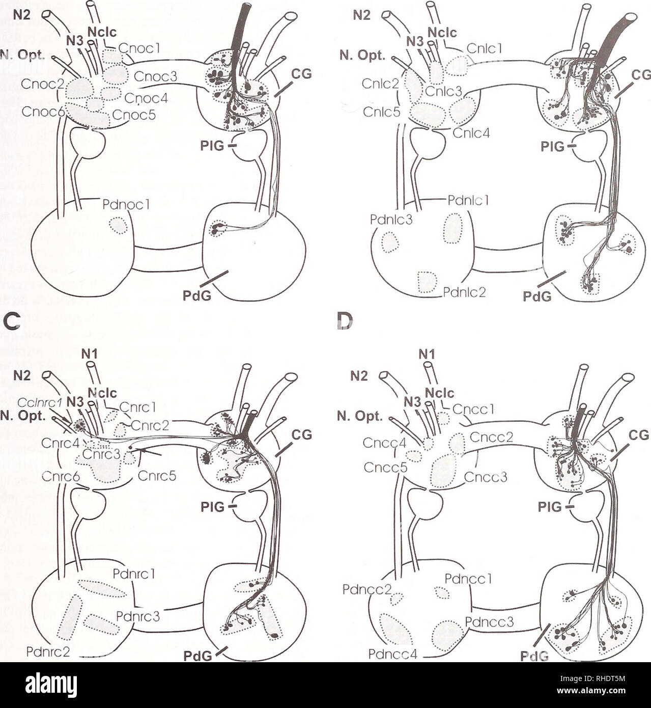 . Bonner zoologische Beiträge : Herausgeber: Zoologisches ...