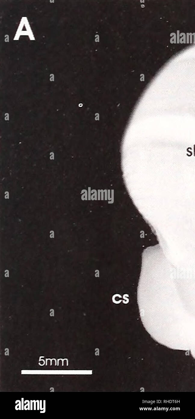 . Bonner zoologische Beiträge : Herausgeber: Zoologisches ...