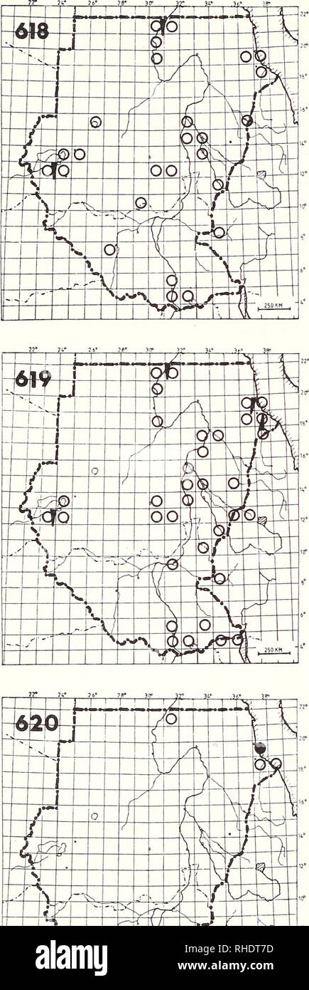 Acacia acacia cyprus hi-res stock photography and images - Alamy